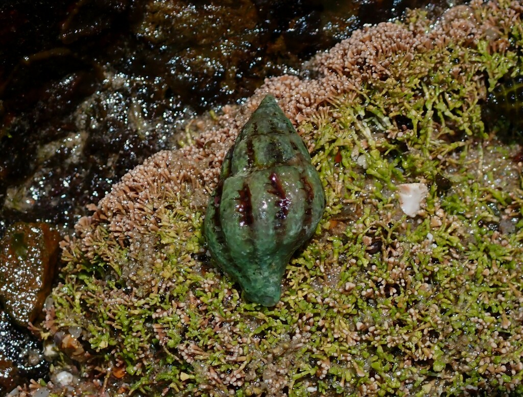 Peristernia reincarnata from Woolgoolga NSW 2456, Australia on January 7, 2024 at 11:46 AM by ...