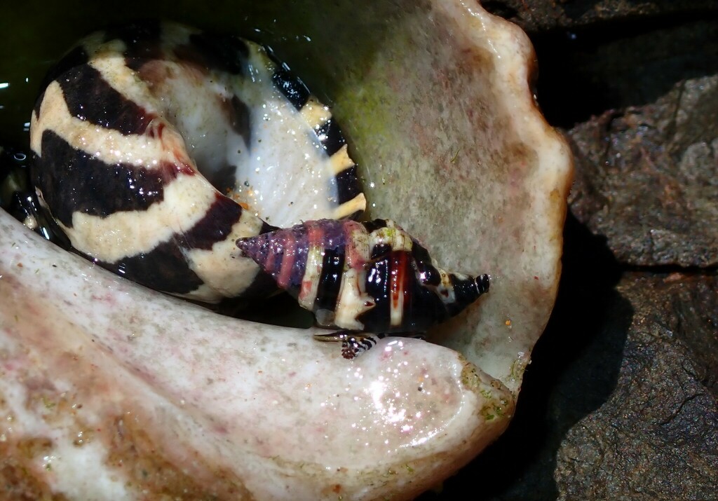 Engina zonalis from Woolgoolga NSW 2456, Australia on January 7, 2024 ...