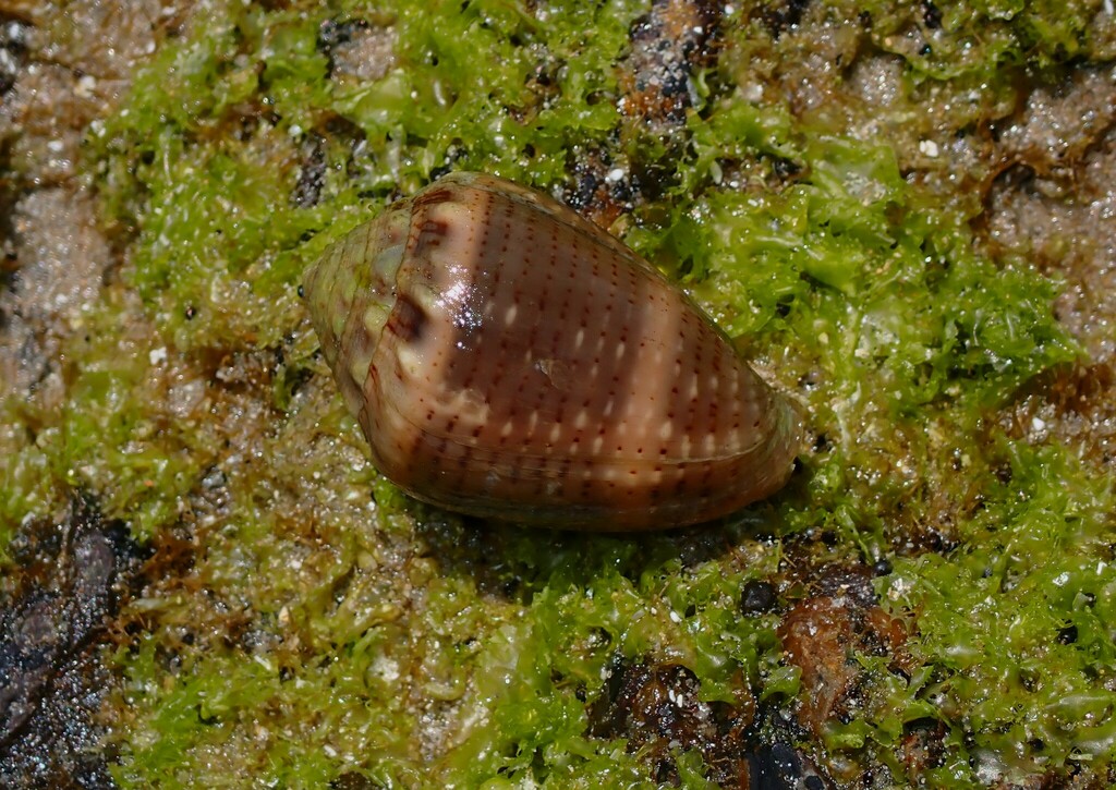 Coronated Cone from Woolgoolga NSW 2456, Australia on January 7, 2024 ...