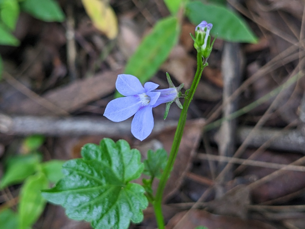 forest lobelia from Valla NSW 2448, Australia on January 7, 2024 at 03:07 PM by Nathanael Green ...