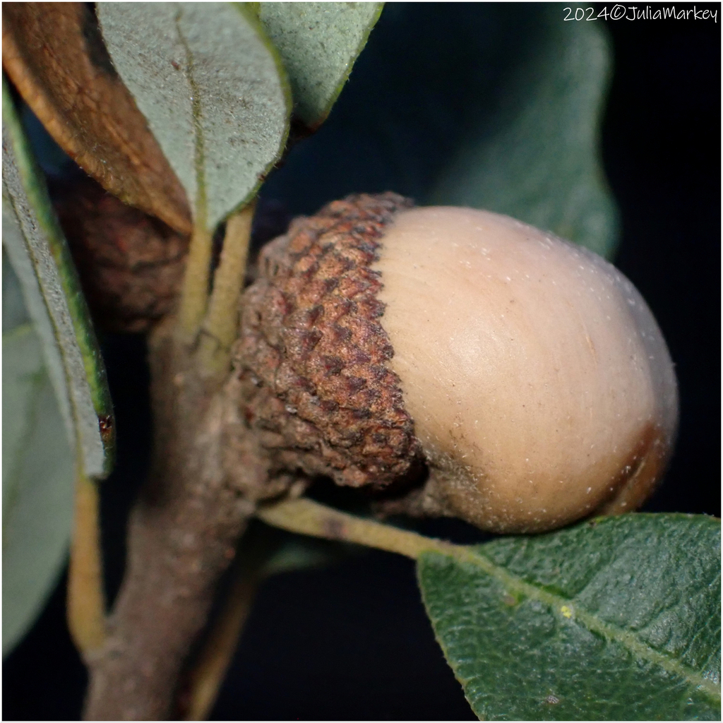 California scrub oak from Riverside County, CA, USA on January 5, 2024 ...