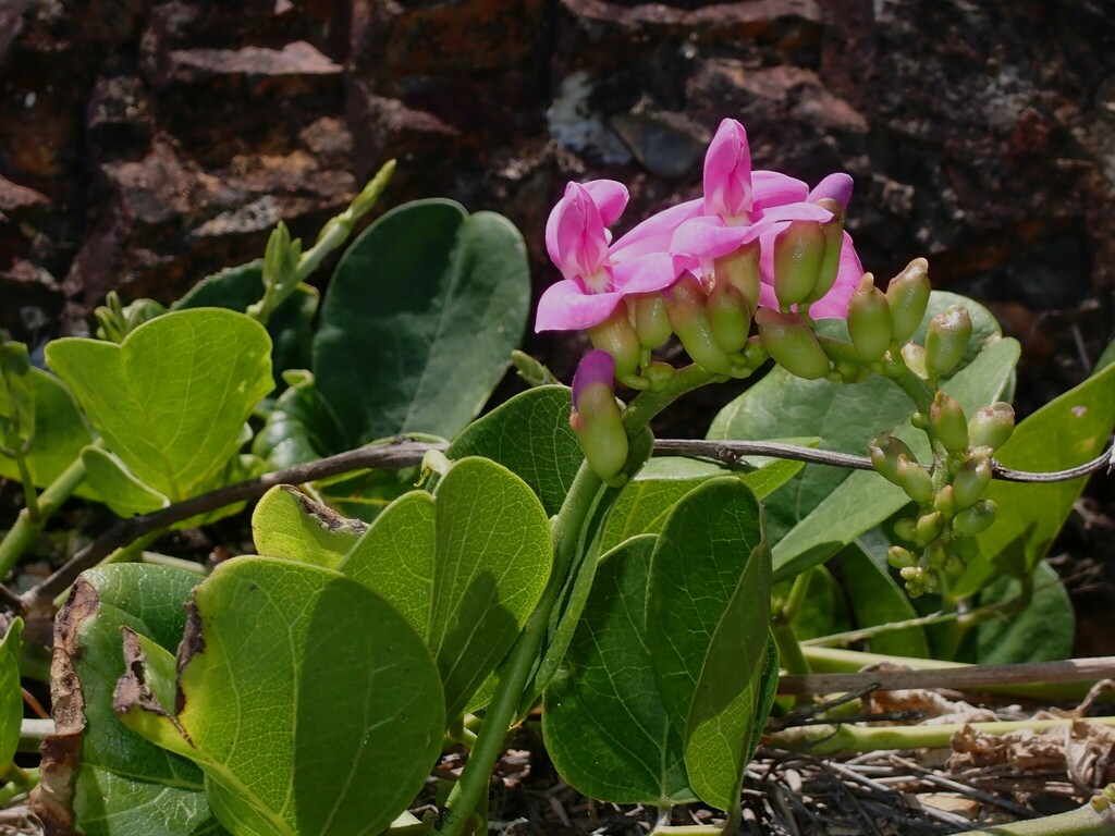 Beach Bean from Woolgoolga NSW 2456, Australia on January 7, 2024 at 12 ...