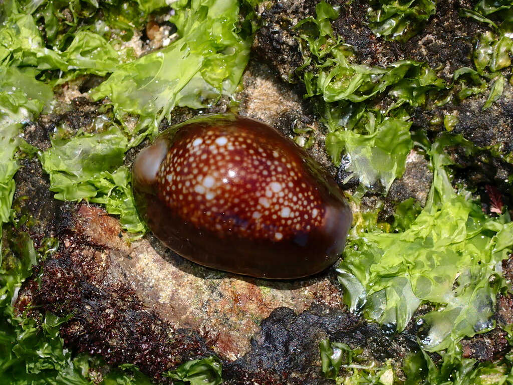 Snakehead Cowrie from Mullaway NSW 2456, Australia on January 7, 2024 ...