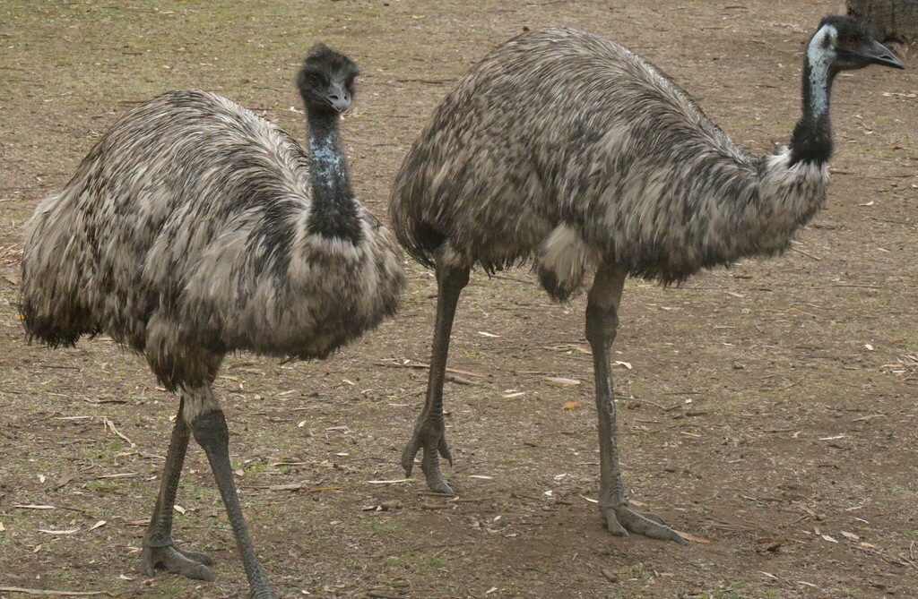 Emu from Tower Hill VIC 3283, Australia on January 5, 2024 at 10:26 AM ...