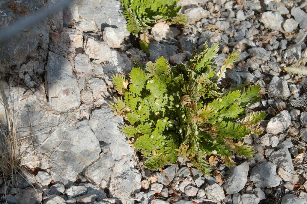 resurrection plant in December 2017 by Jesús Manuel Martínez-Calderas ...