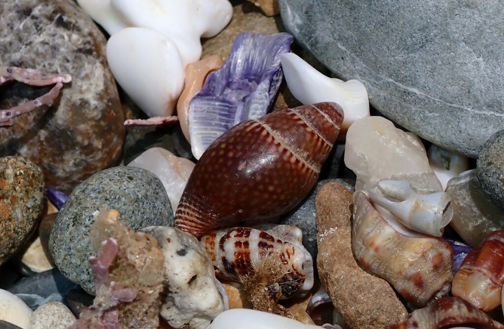 Tortoise Dove Shell from Arrawarra NSW 2456, Australia on January 7 ...