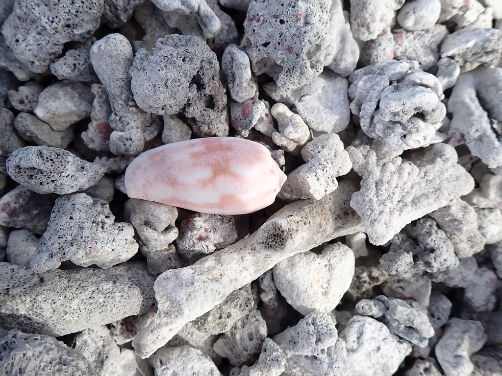 Tulip Cone from Butaritari, Kiribati on December 29, 2023 at 03:35 PM ...
