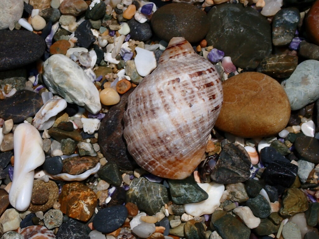 Cart-Rut Shell from Arrawarra NSW 2456, Australia on January 7, 2024 at ...