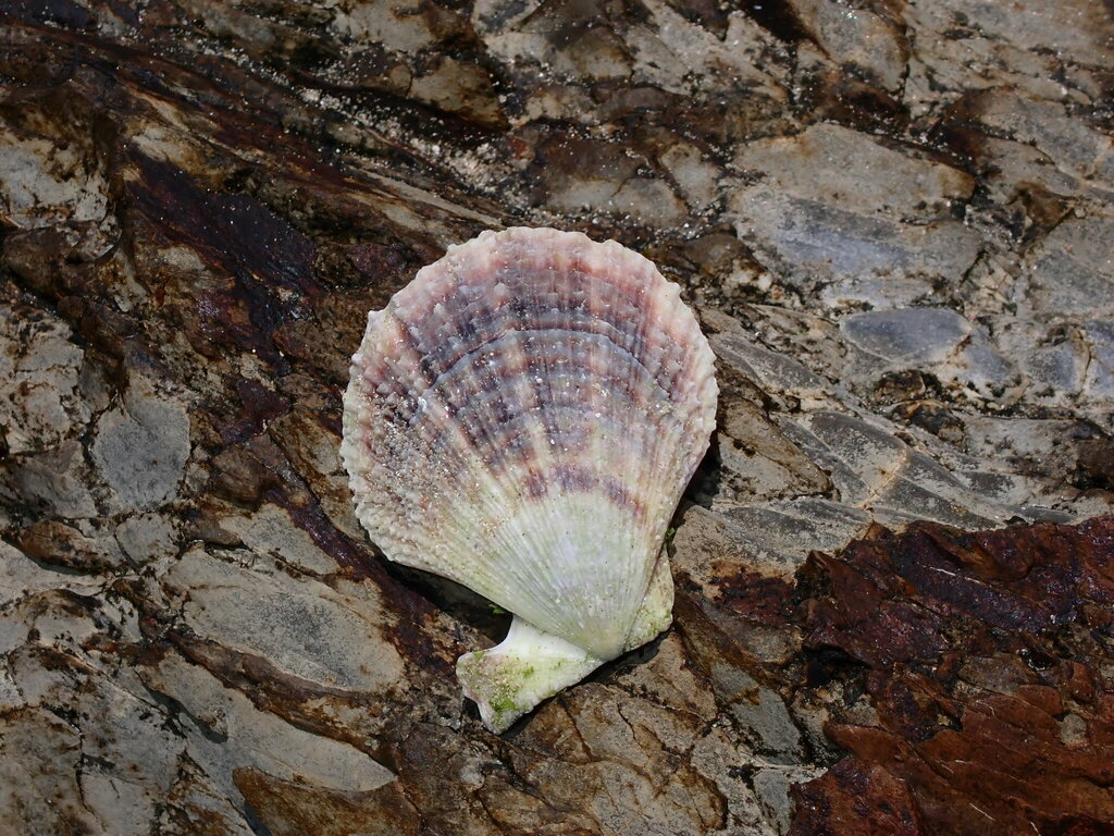 Livid Fan Scallop from Arrawarra NSW 2456, Australia on January 7, 2024 ...