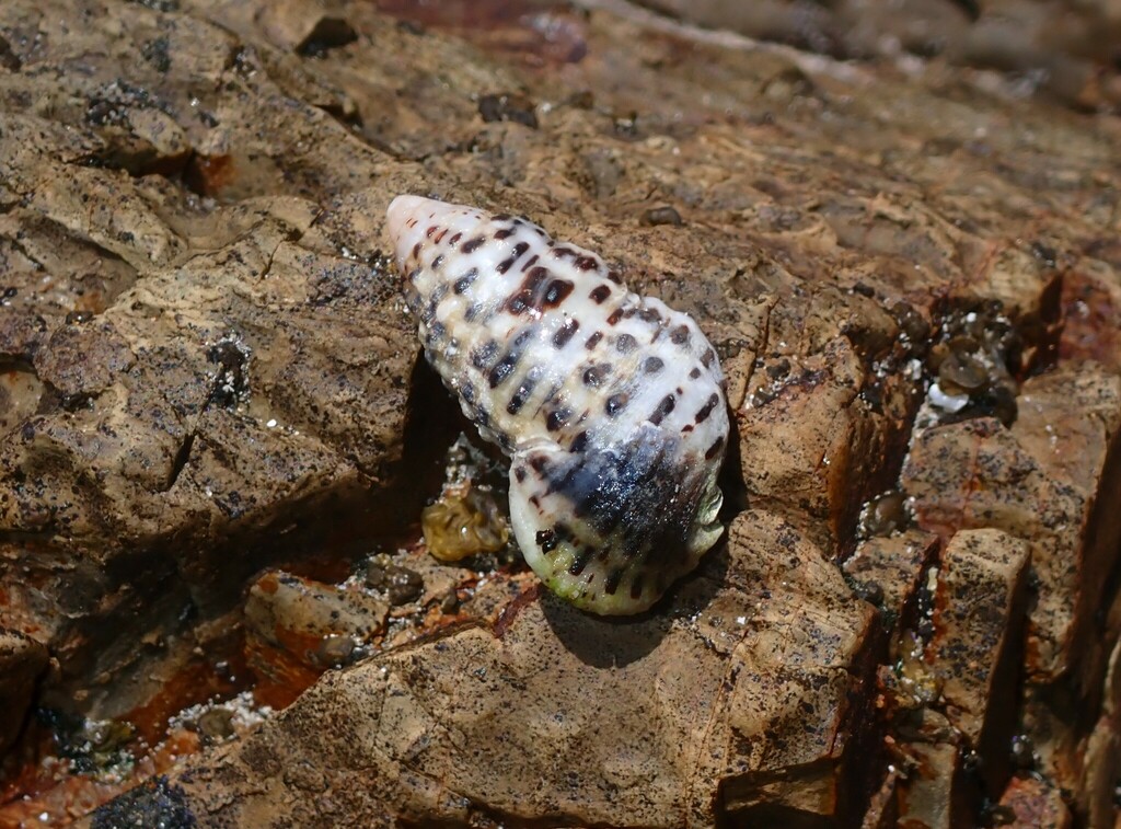 Clypeomorus petrosa from Arrawarra Headland NSW 2456, Australia on ...