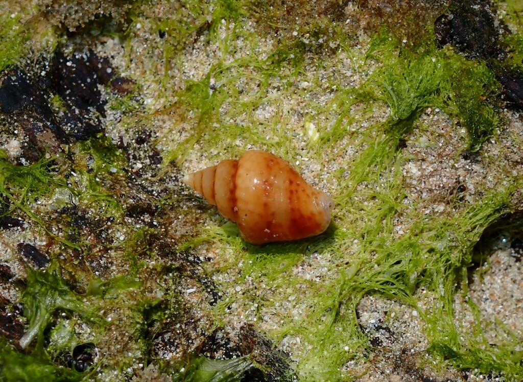 Dotted Dove Shell from Arrawarra Headland NSW 2456, Australia on ...