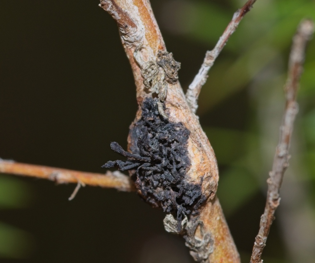 Septobasidium clelandii from Yarra Ranges - Pt B, Victoria, Australia ...