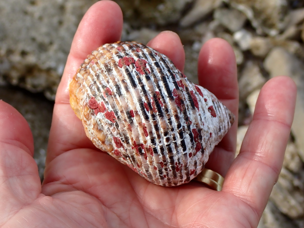 rough turban from Butaritari, Kiribati on December 29, 2023 at 03:45 PM ...