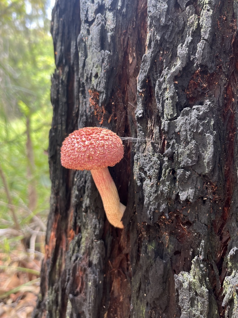 Boletellus deceptivus from Melsa Park, Bongaree, QLD, AU on January 7 ...