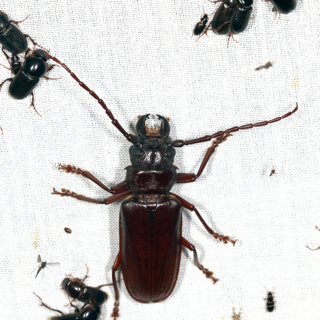 Cacodacnus planicollis from Addington VIC 3352, Australia on January 6 ...