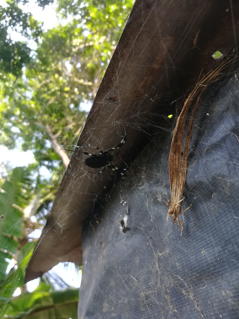 Asian Hermit Spider from Pathadumbara, LK-KY, LK on April 10, 2019 at ...