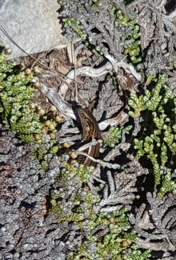 Newman's Speckled Skink in January 2024 by Chris Ecroyd · iNaturalist