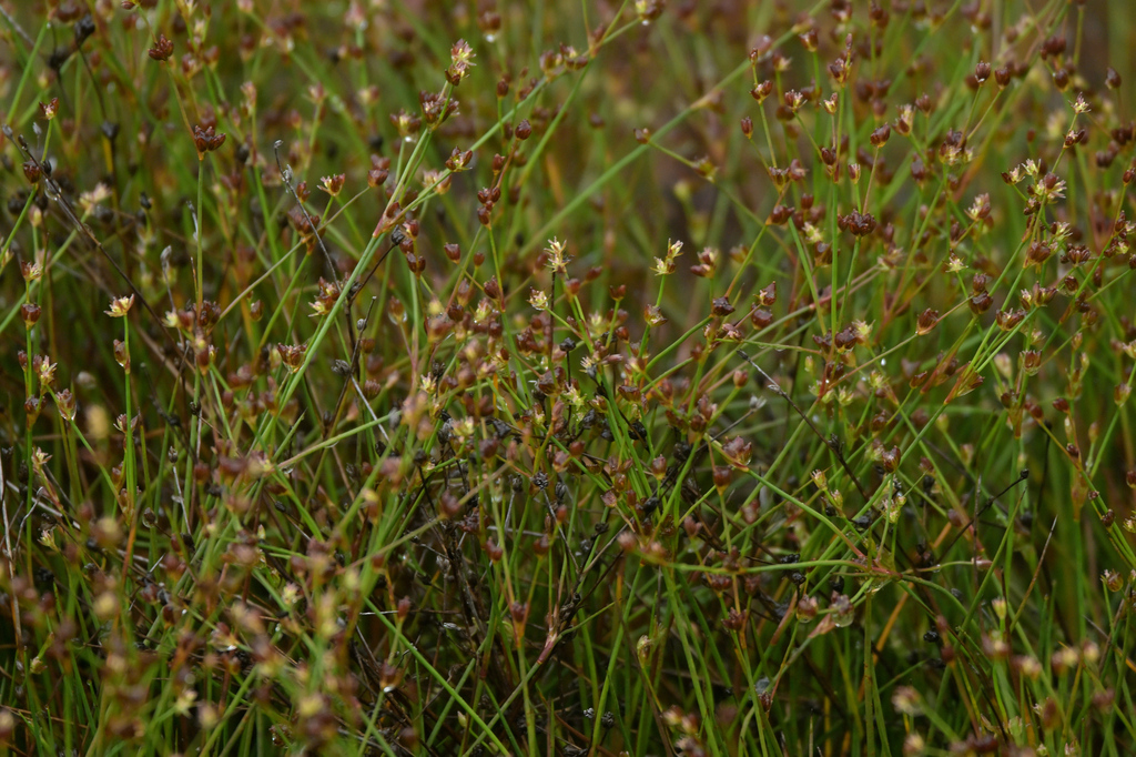 Bulbous Rush from National Park 3989, New Zealand on December 30, 2023 ...