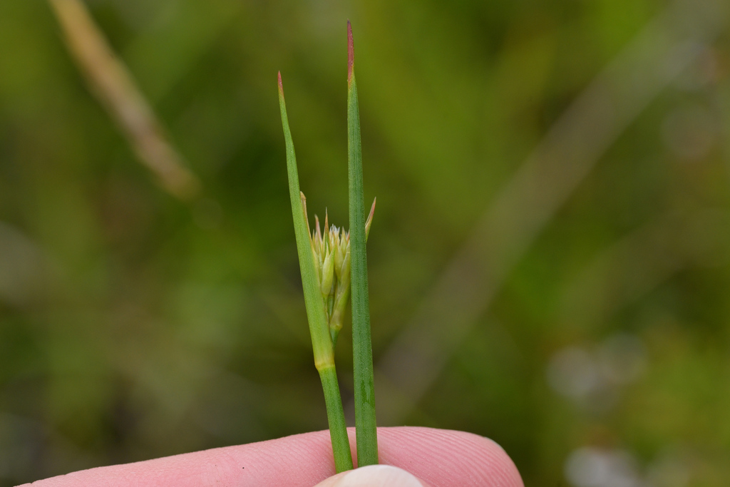 Slender Path Rush from National Park 3989, New Zealand on December 30 ...