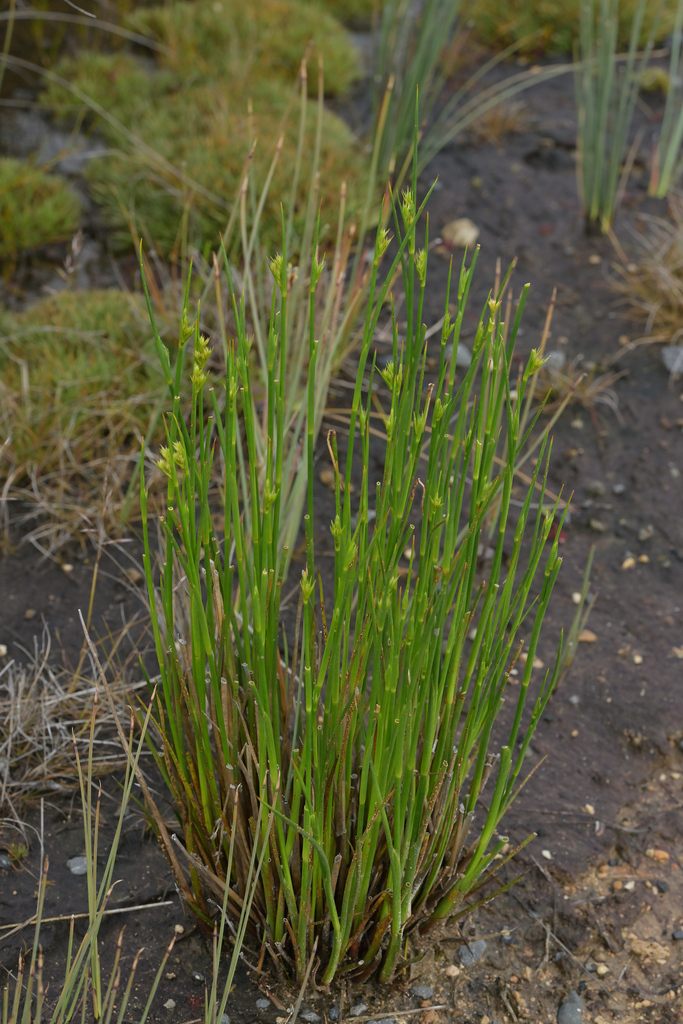 Slender Path Rush from National Park 3989, New Zealand on December 30 ...