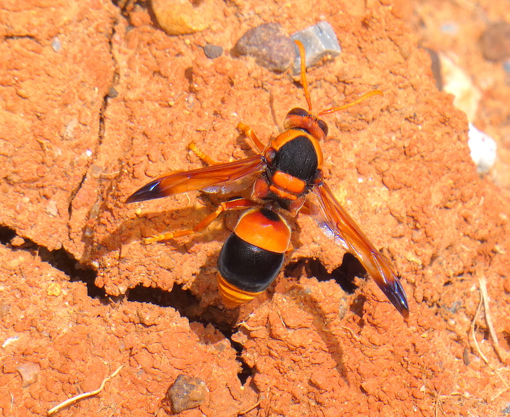Australian hornet from Glen Davis NSW 2846, Australia on January 7 ...