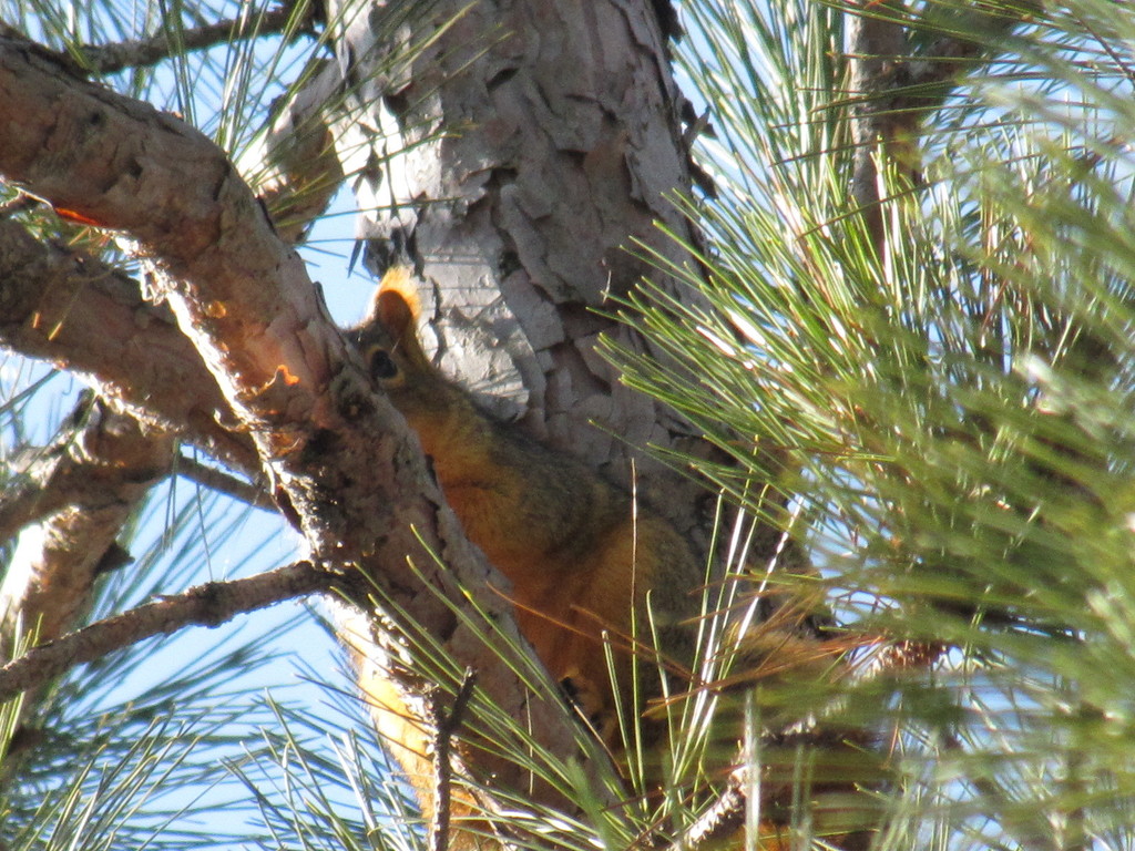 Eastern Fox Squirrel from Pigeon River Forest, Vanderbilt, MI 49795 ...