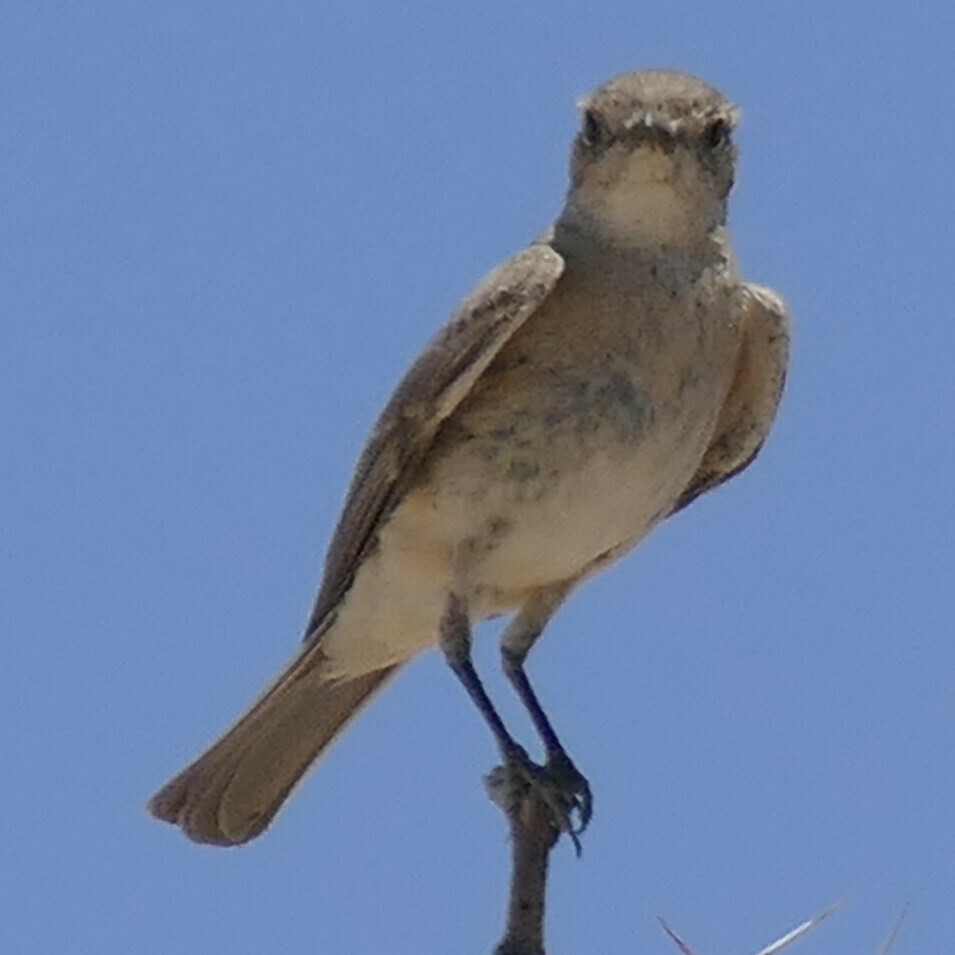 Chat Flycatcher from C28 Region Erongo, Namibia on January 6, 2024 at ...