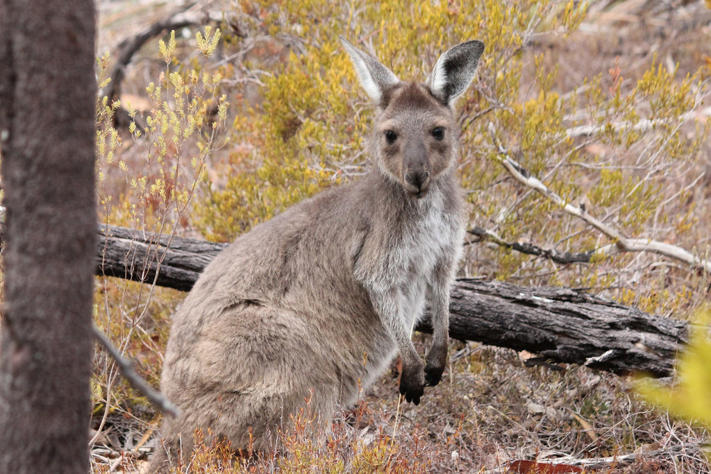 Western Grey Kangaroo (Macropus fuliginosus) - Know Your Mammals