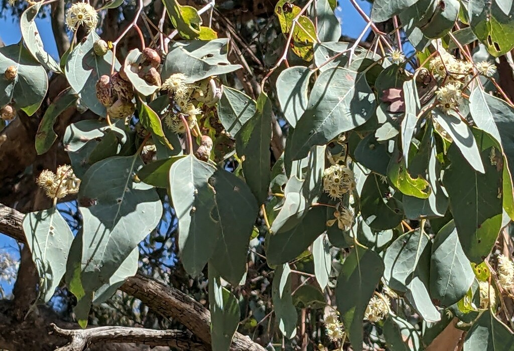Silver Dollar Gum from Earlston VIC 3669, Australia on September 6 ...