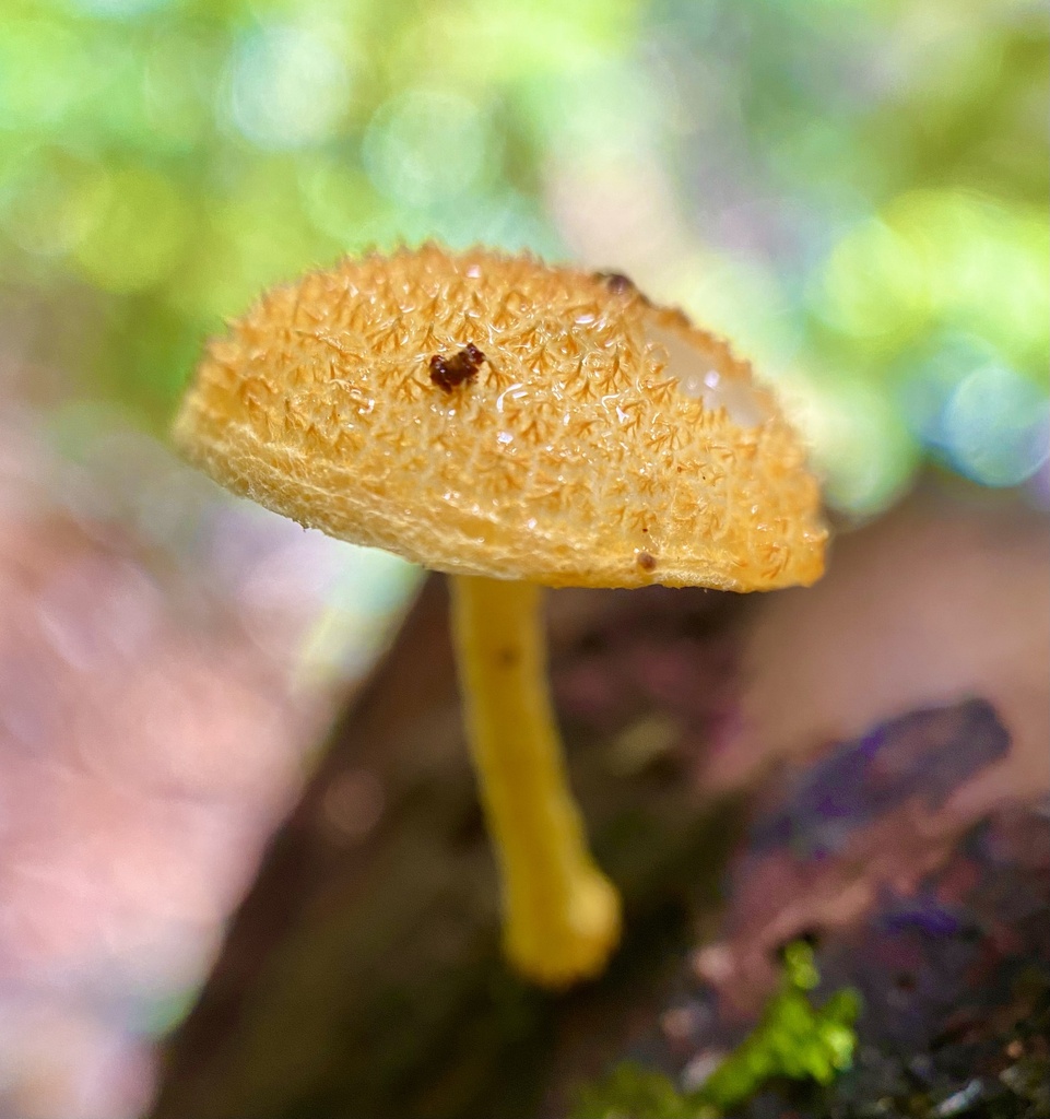 Golden-scruffy Collybia in January 2024 by jordanbyrce · iNaturalist