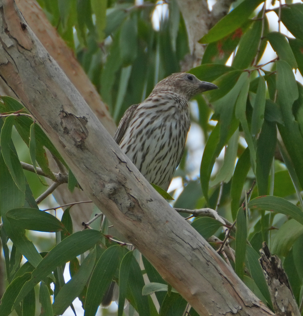 Australasian Figbird from Cape Tribulation QLD 4873, Australia on ...