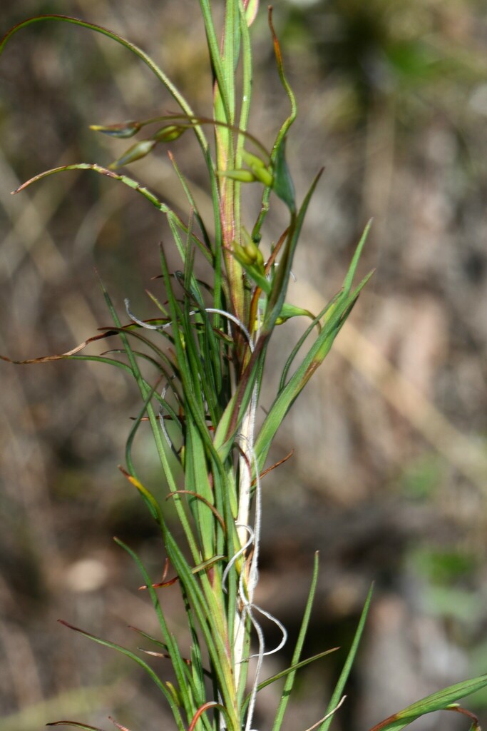 nodding blue lily from Boundain WA 6312, Australia on August 26, 2023 ...