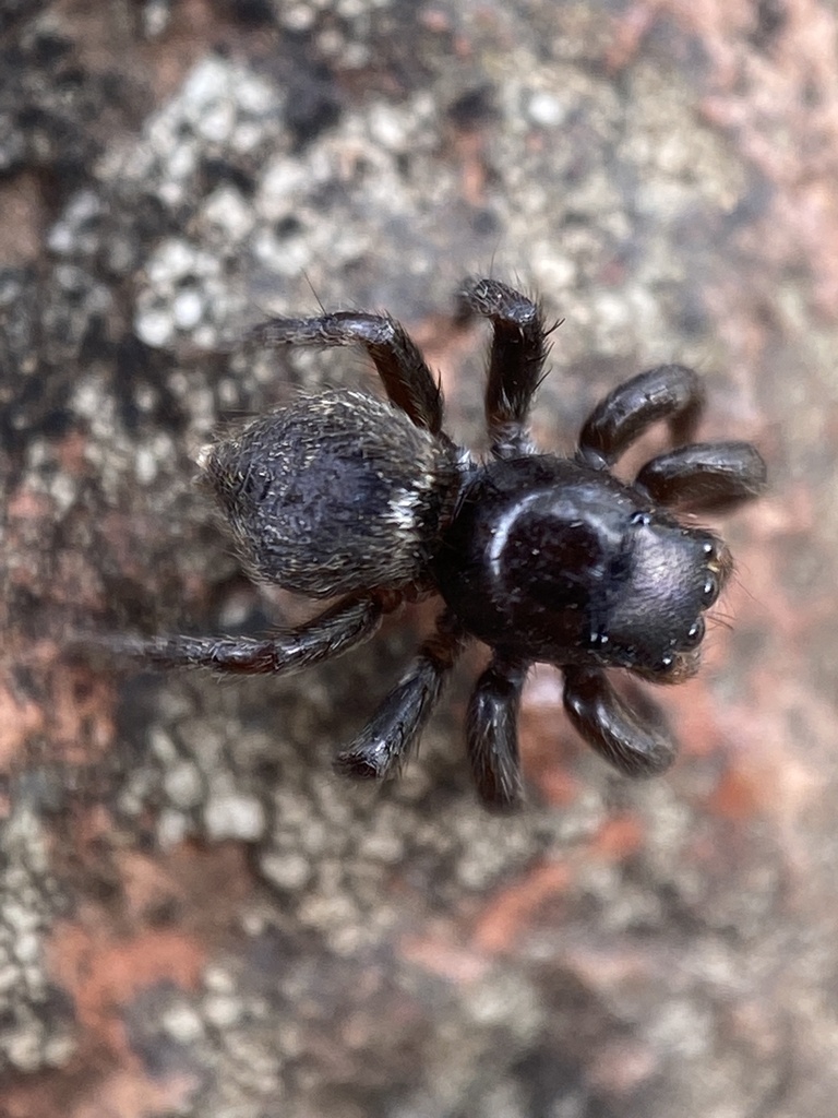 Ant-eater Jumping Spider from Mount French Rd, Mount French, QLD, AU on ...