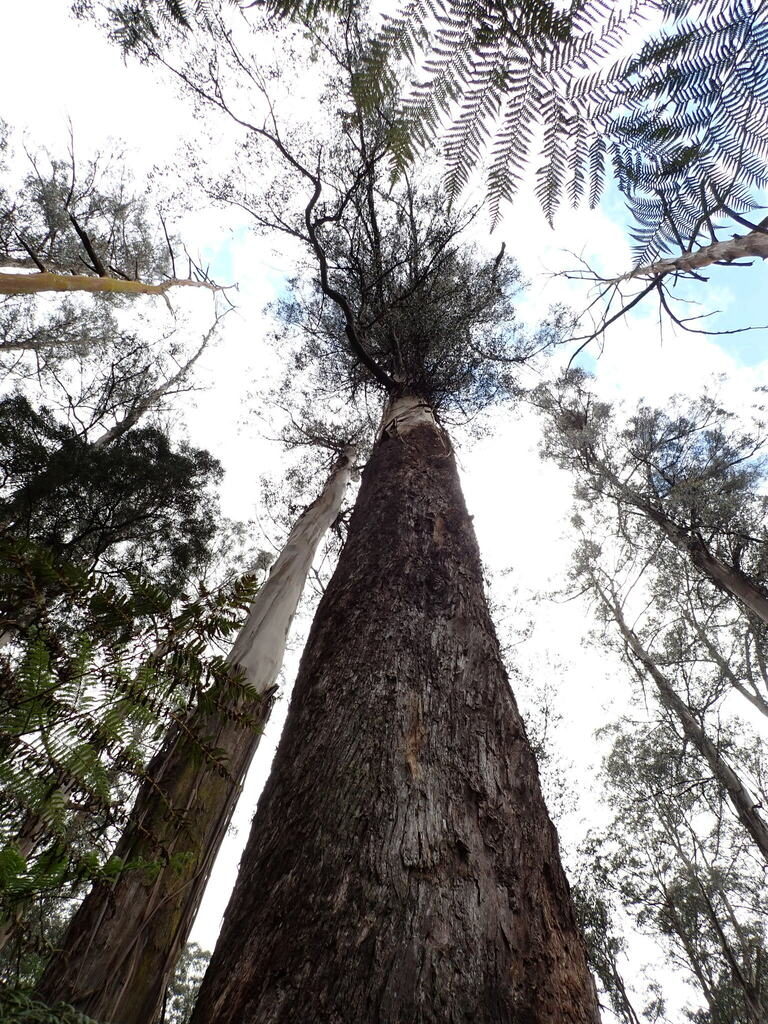 Australian Mountain Ash from Melbourne VIC, Australia on November 16 ...