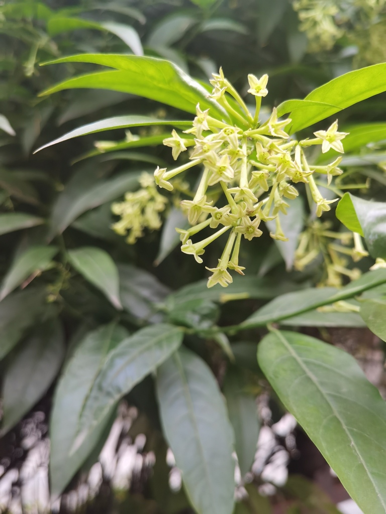 night jessamine from 中国重庆市 on January 8, 2022 at 05:42 PM by amicius ...