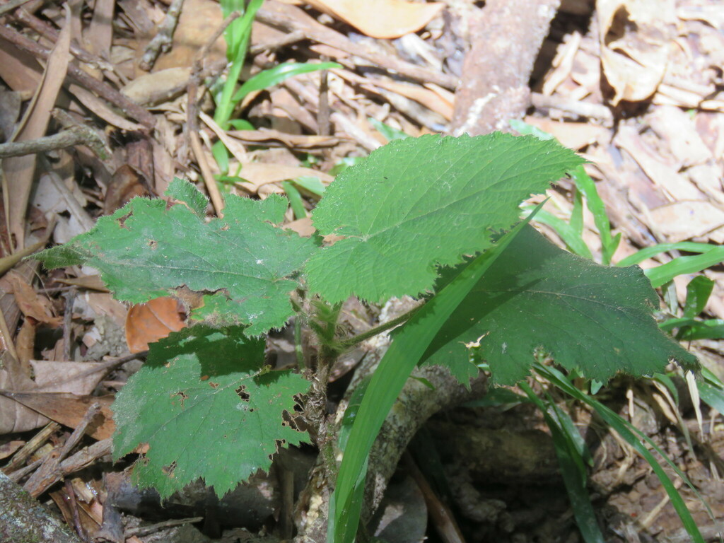 Giant bramble from Kuranda QLD 4881, Australia on January 5, 2024 at 01 ...