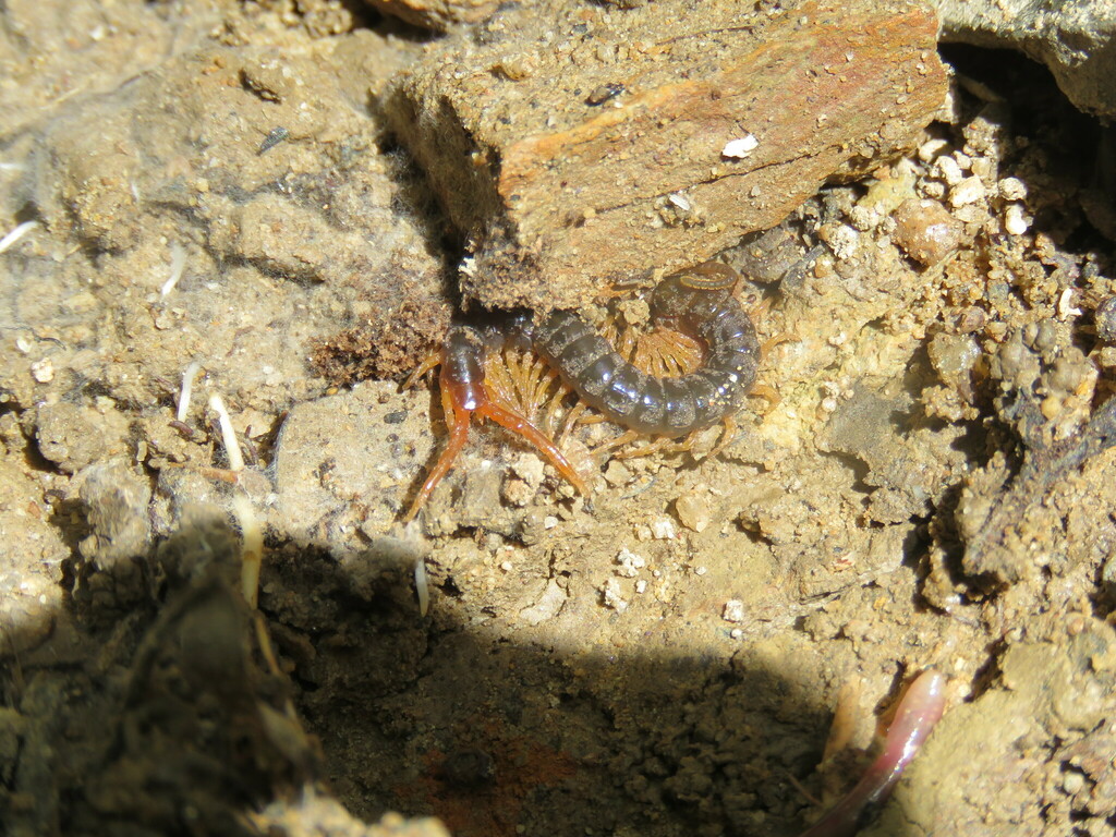 Australasian Giant Centipede from Kuranda QLD 4881, Australia on ...