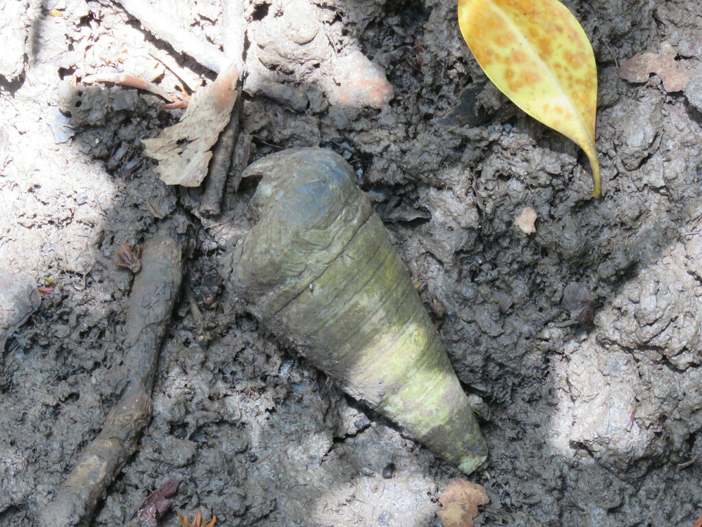 Telescopium telescopium from Cairns QLD, Australia on January 6, 2024 ...