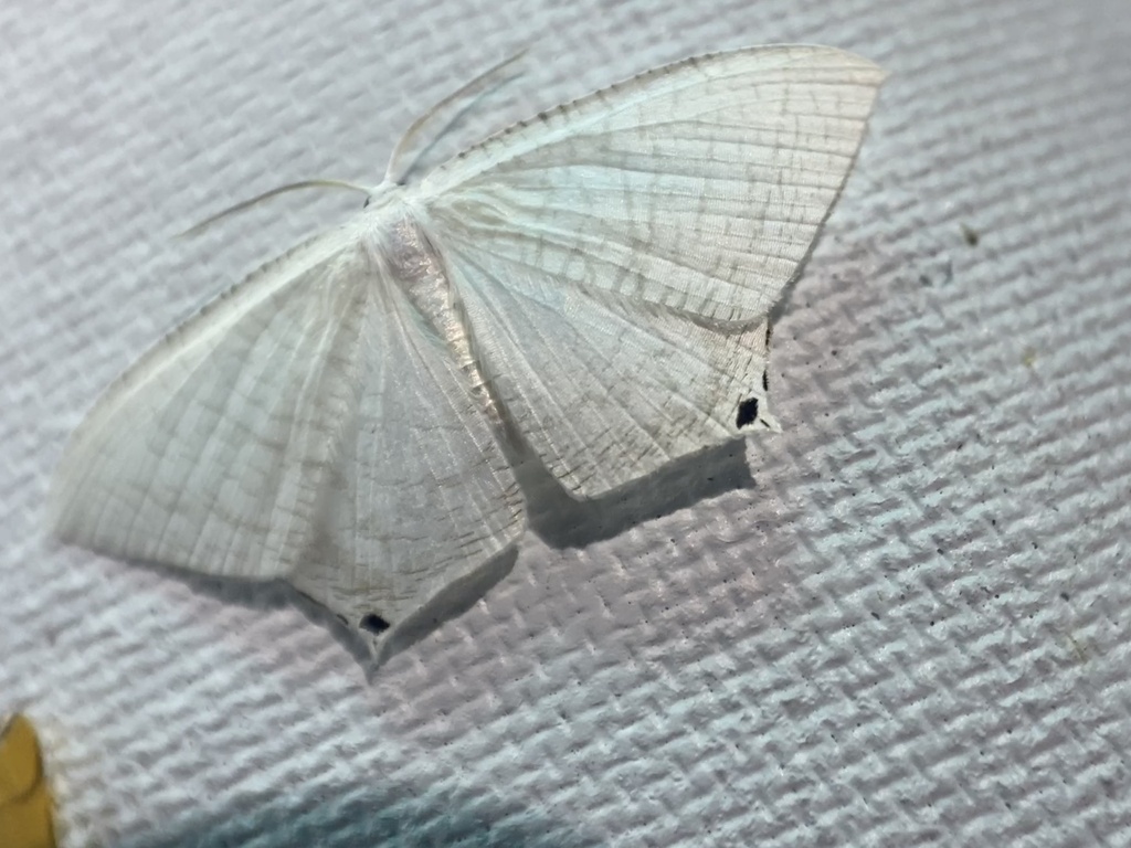 Acropteris nanula from Moogerah Connection Rd, Moogerah, QLD, AU on ...