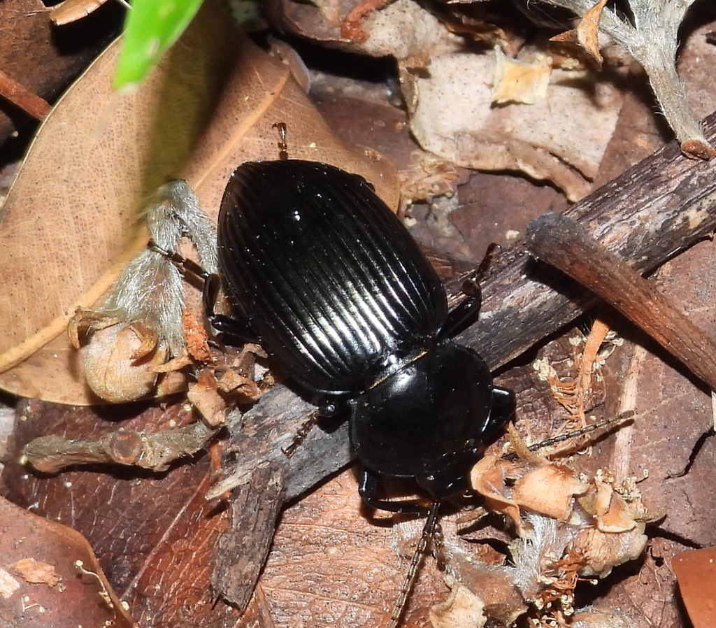 Adelium from Iluka NSW 2466, Australia on January 6, 2024 at 07:44 PM ...