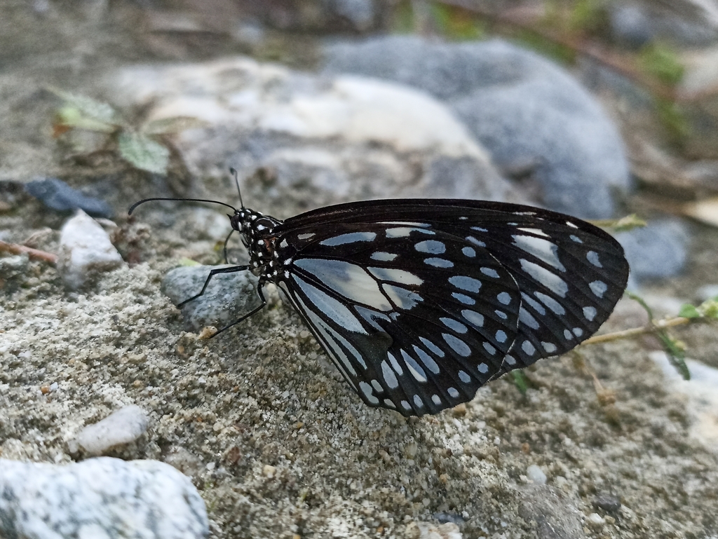 Tirumala choaspes in January 2024 by Ariyo Prasetyo · iNaturalist