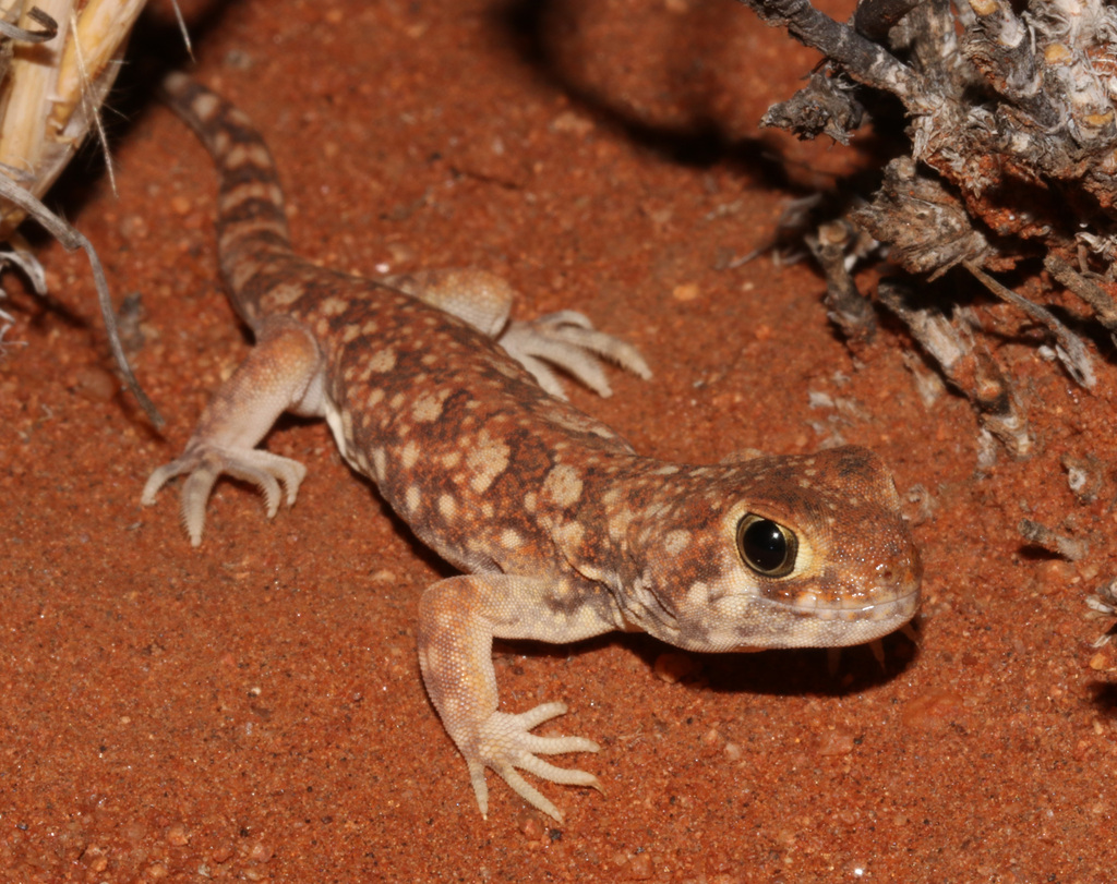 Spotted Barking Gecko from Karas Region, Namibia on December 18, 2023 ...