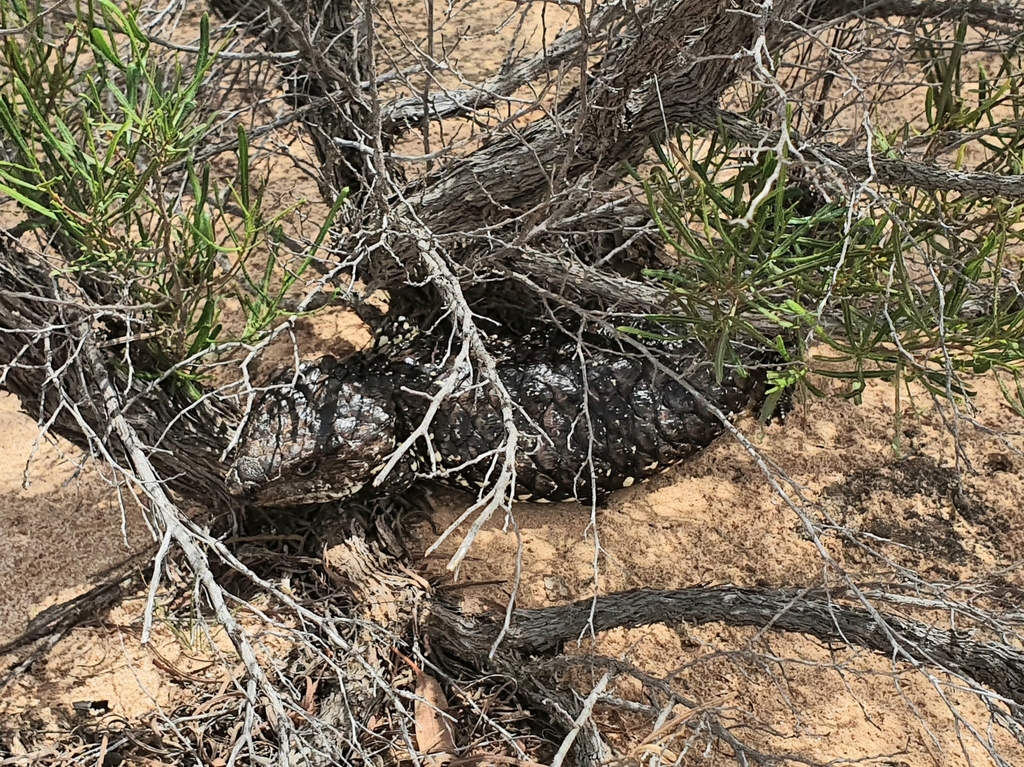 Shingleback Lizard from Swan Reach SA 5354, Australia on January 7 ...