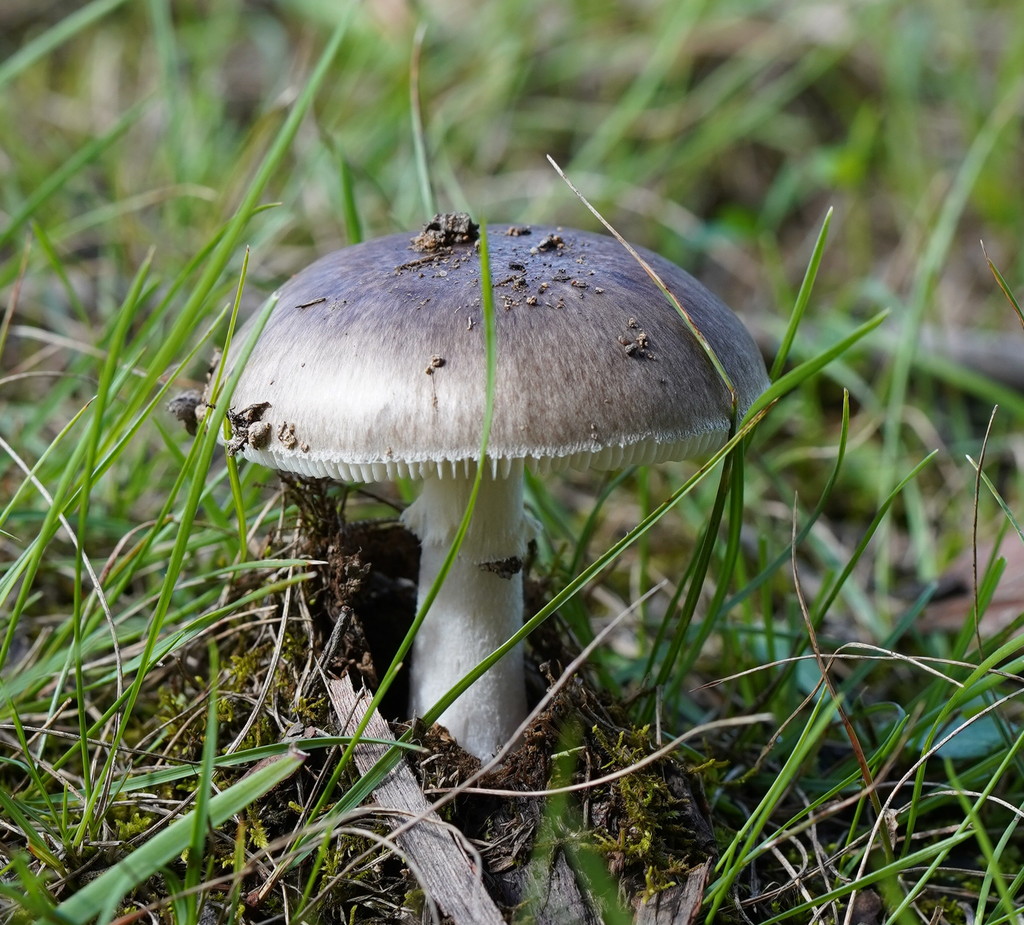 Amanita Sect. Phalloideae from Mogo NSW 2536, Australia on April 06 ...