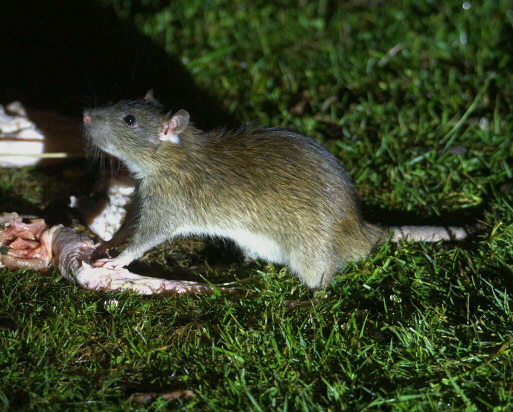 Brown Rat from Loongana TAS 7315, Australia on January 3, 2024 at 08:21 ...