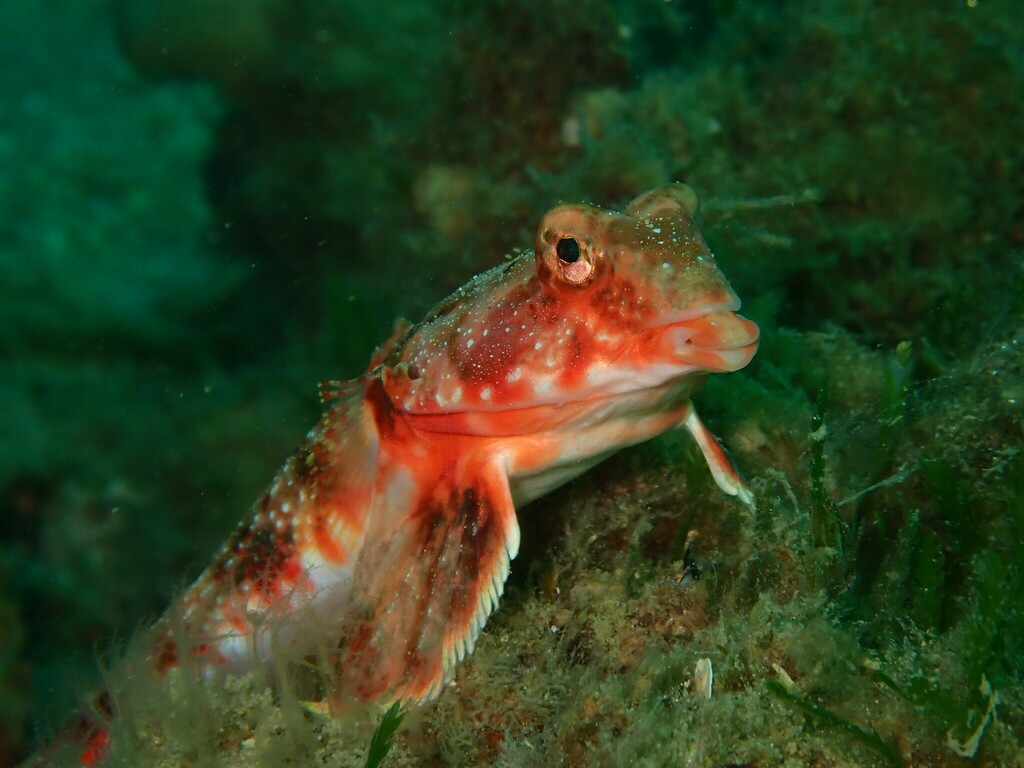 Painted Stinkfish from Hurricane Wreck on January 6, 2024 at 09:43 AM ...