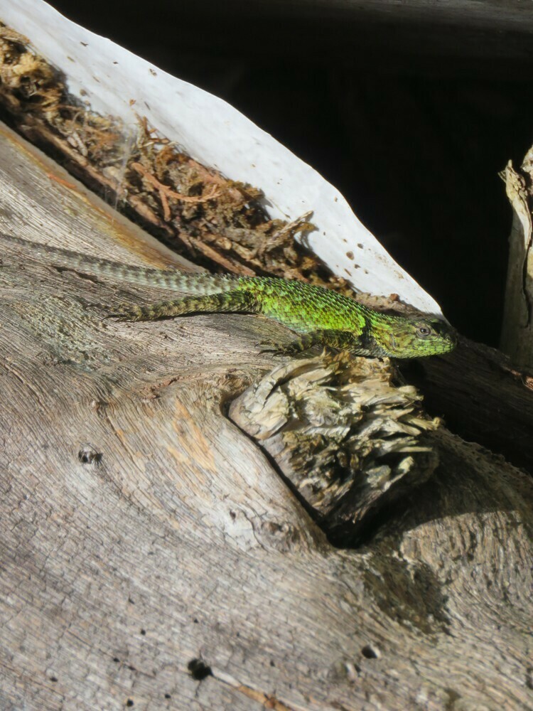 Emerald Swift from San José, Copey, Costa Rica on June 8, 2017 at 04:34 ...