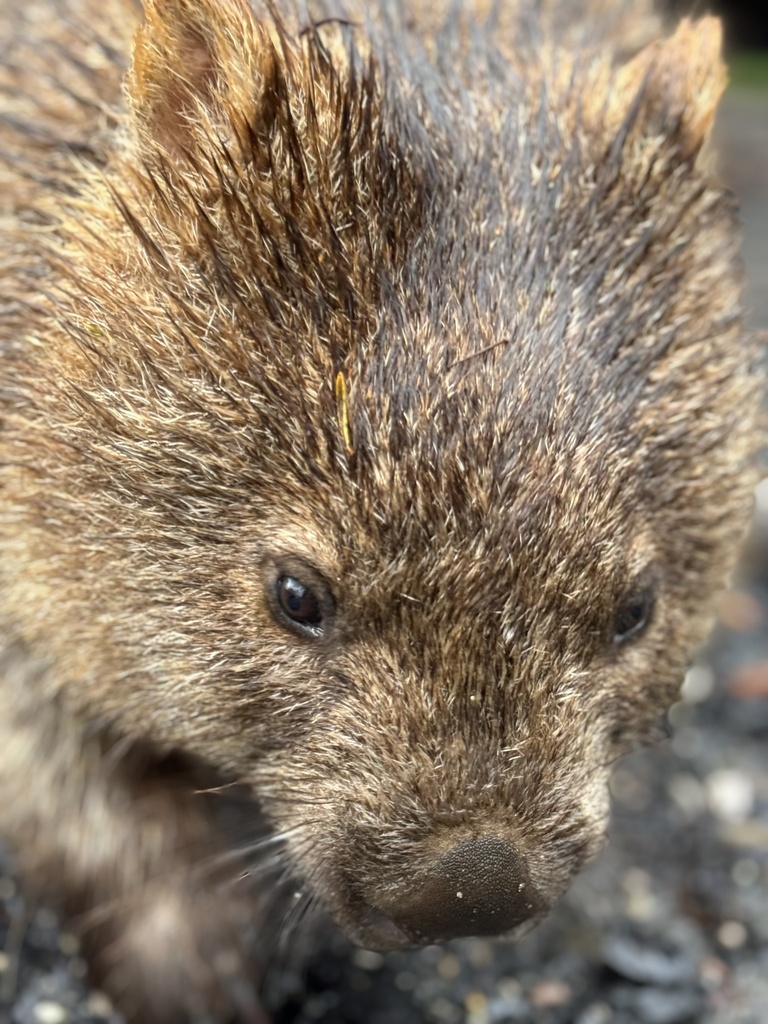 Tasmanian Wombat from Discovery Parks - Cradle Mountain, Cradle ...