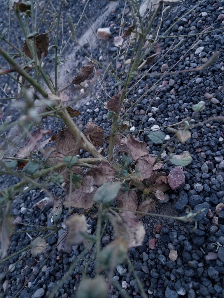 Shockley's evening-primrose from Death Valley National Park, Inyo ...