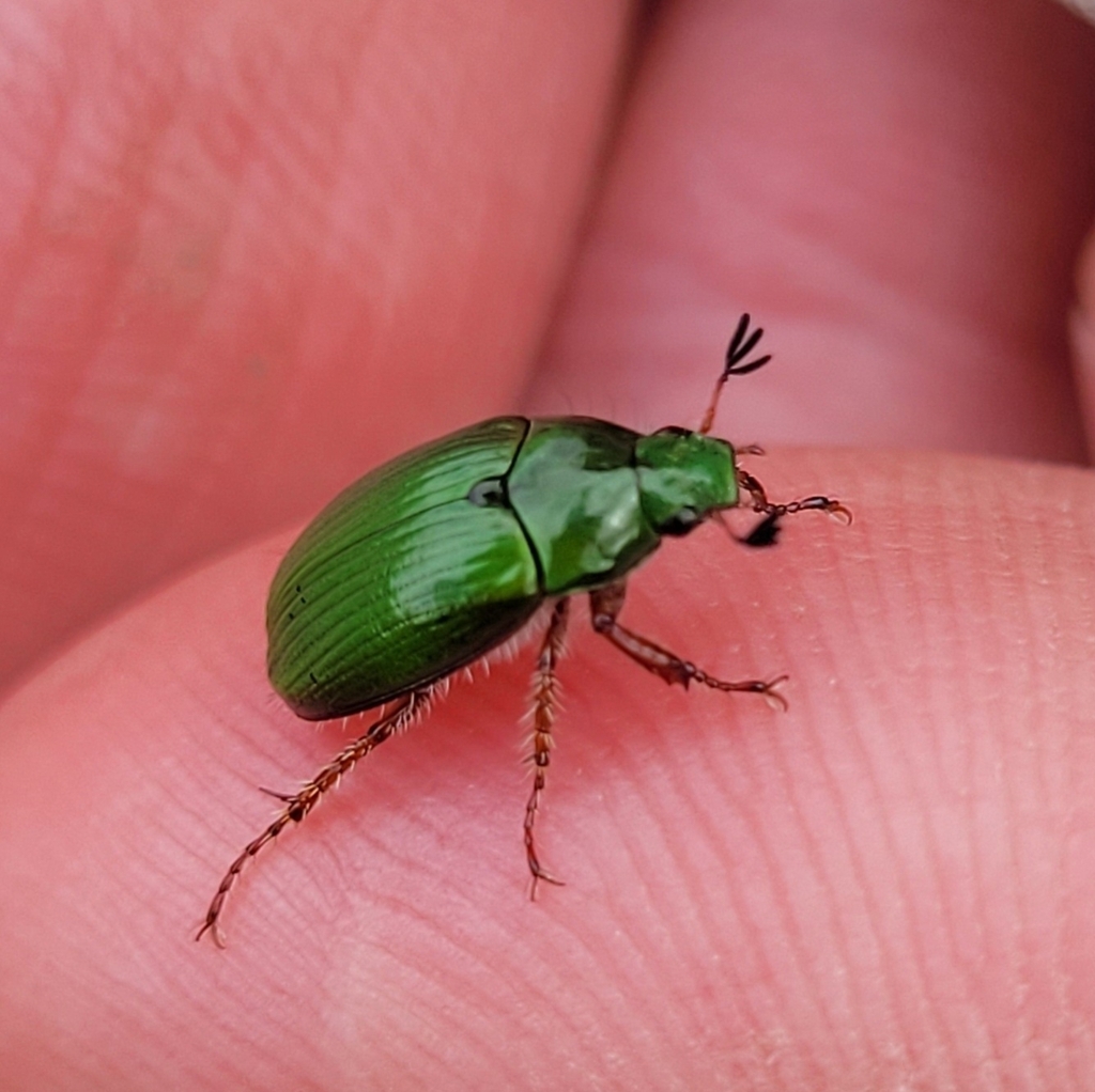 Pyronota from Westland, NZ-WC, NZ on January 4, 2024 at 11:42 AM by joe ...